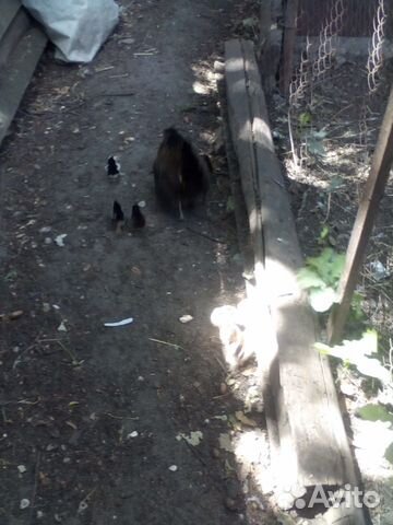 Курица цыплята бентамка