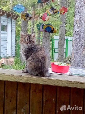 Котенок