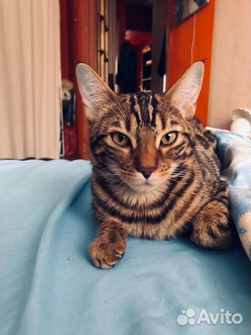 Вязка кошечки Бенгальская (метиска)