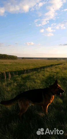 Вязка немецкой овчарки