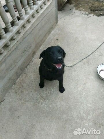 Лабрадор ищет подружку для вязки