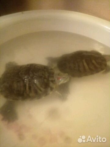 Две красноухие черепахи