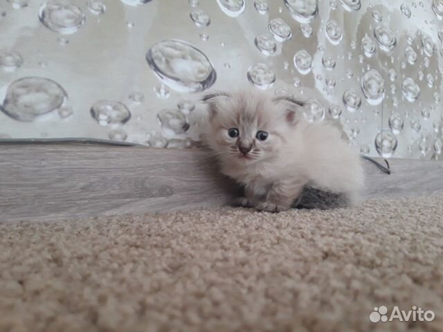 Котята вислоухие