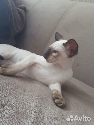 Сиамо-ориентальный котенок