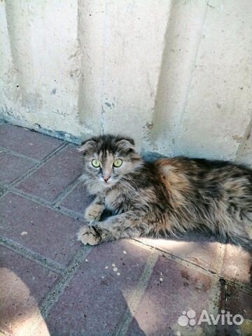 Найдена вислоухая кошка