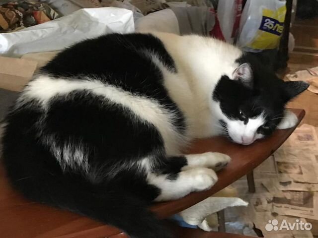 Ласковая и красивая котейка ищет новый дом