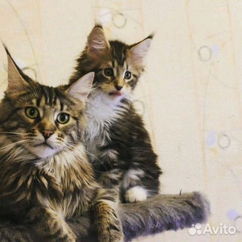 Котята мейнкунята