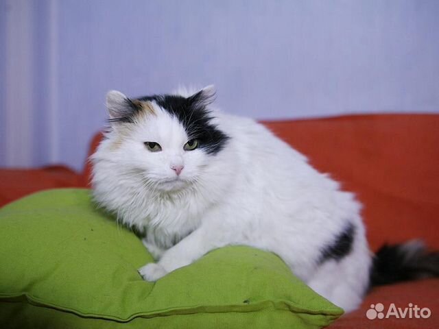 Трехцветная стерилизованная Кошка в дар 1 год