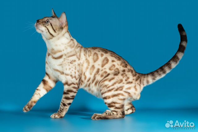 Брутальный парень,котята