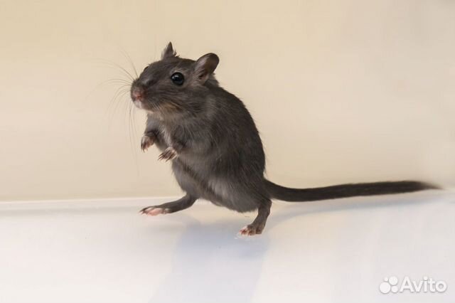 Песчанка монгольская ручная мальчик