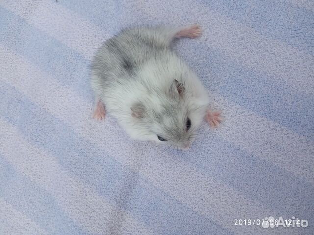 Джунгарский хомяк