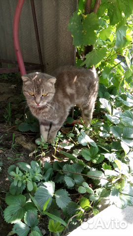 Отдадим вислоухую кошку в хорошие руки