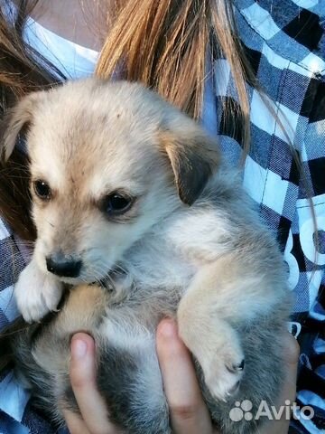 Малышка Кнопочка, 1,5 мес