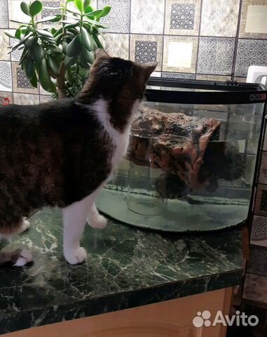 Отдам бесплатно двух черепах