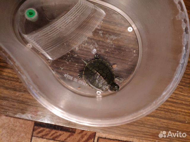 Отдам черепаху