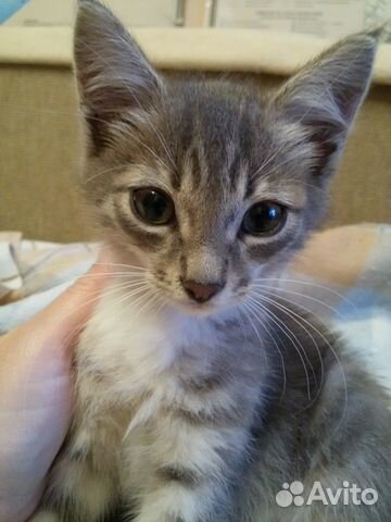 Котик