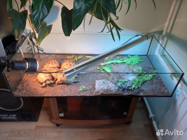 Продам Черепашек