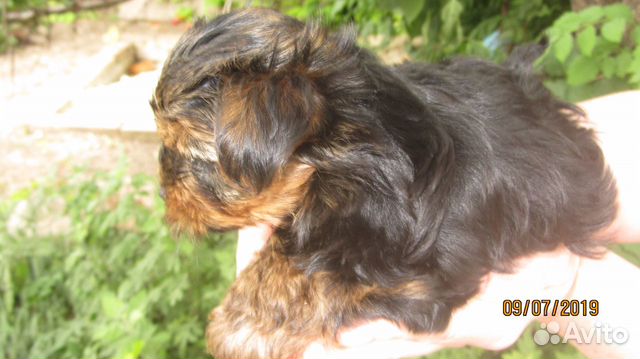 Продам прекрасных малышей Йоркширского терьера