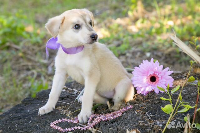 Щенок Жасмин 3 мес. Привезу бесплатно