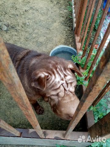 Найден Шарпей