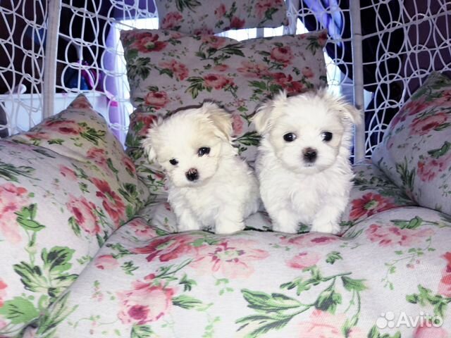 Продам щеночков мальтезе(мини)