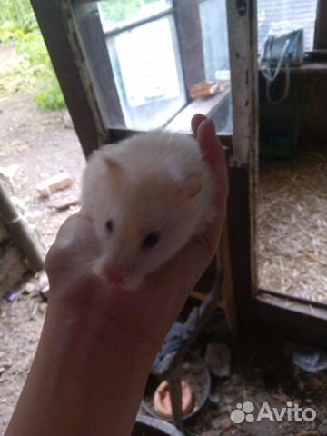 Продам 2 Сирийских хомяков с клеткой, колесом, пот