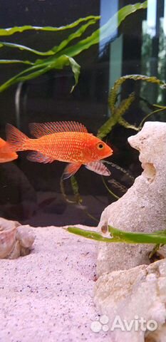 Цихлида Алунокара земляника