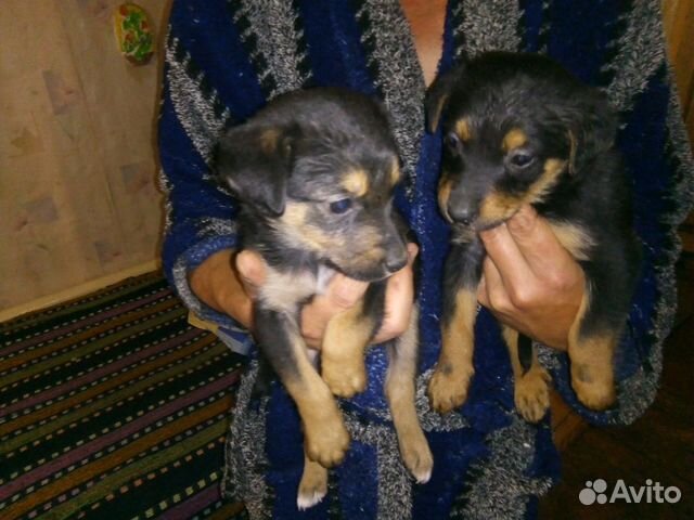 Раздам кутят, смесь с ротвеллером