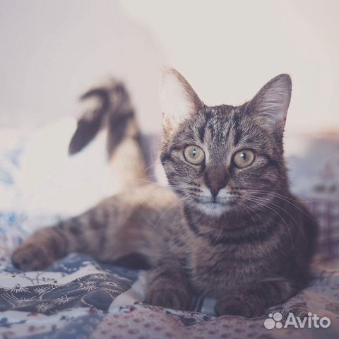 Грациозная Софочка ищет уютный дом