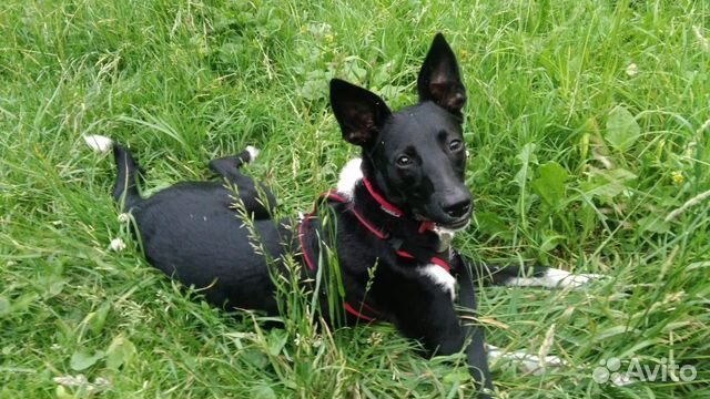 Собака в добрые руки