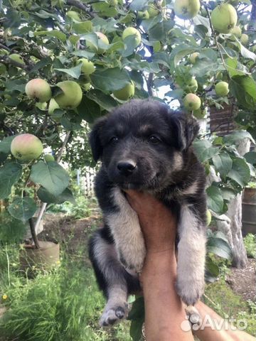 Щенок, щенята, три мальчика, собака, собаки