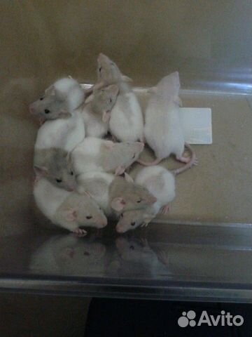 Крысята Дамбо