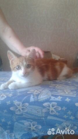 Мраморный Апельсин