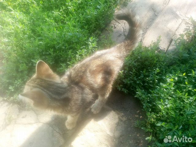 Отдам кошечку