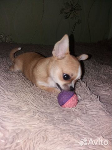 Милашка-Чихуашка