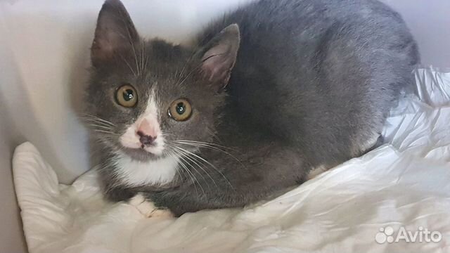 Котенок 1,5 месяца