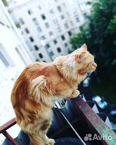 Мейн-кун вязка/продажа