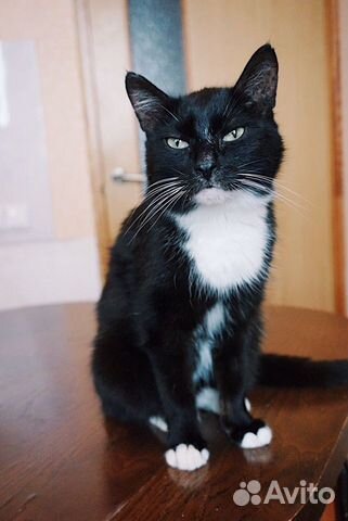 Кот Лео