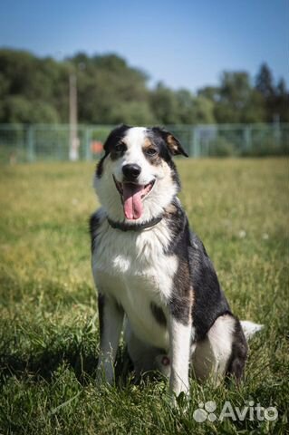 Собака в дар.в добрые ручки