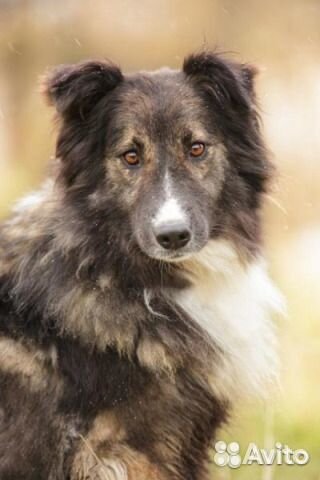 Берта- крупная красивая собака с шикарной длинной