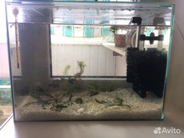 Аквариум креветочник