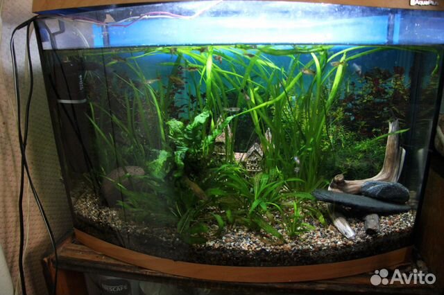 Аквариум Aquaplus Std 70, панорамный