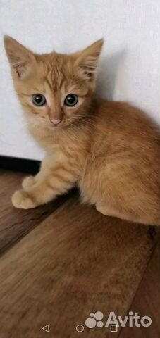 В добрые руки