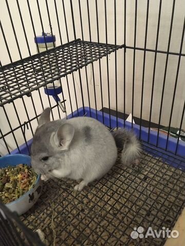 Шиншилла мальчик. 3 мес. Очень ценный и красивый о