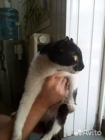 Американский керл