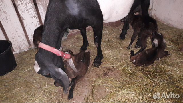 Продам нубийских козлят