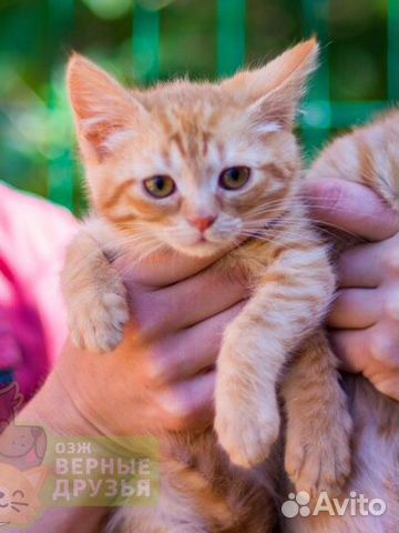 Котенок Тыква в добрые руки