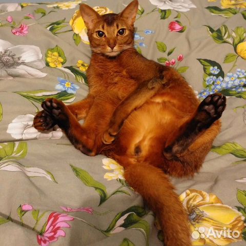 Кошка Мия. Абиссинская порода