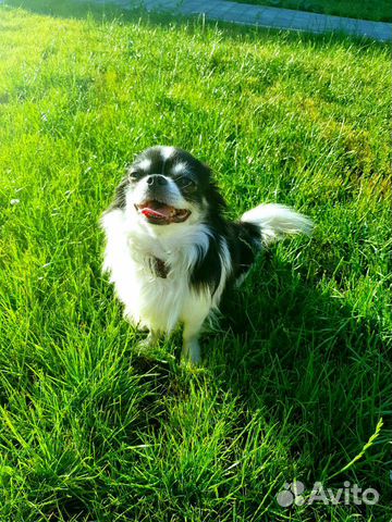 Чихуахуа длинношёрстный мальчик 6 лет