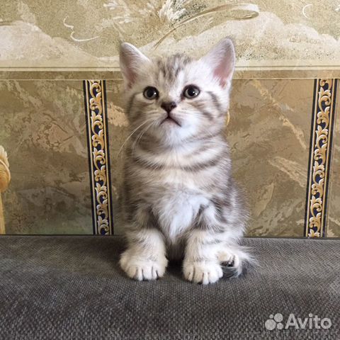 Шотландские мраморные котята
